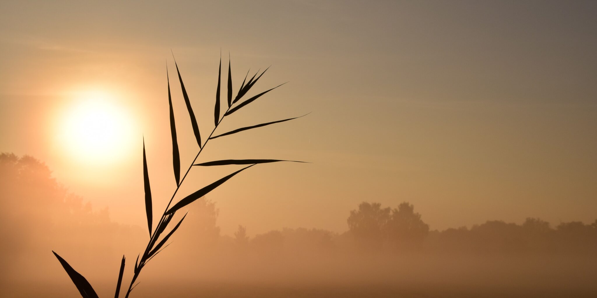 Tekst voor rouwkaart / rouwlint begrafenis - Bloemen Robberechts