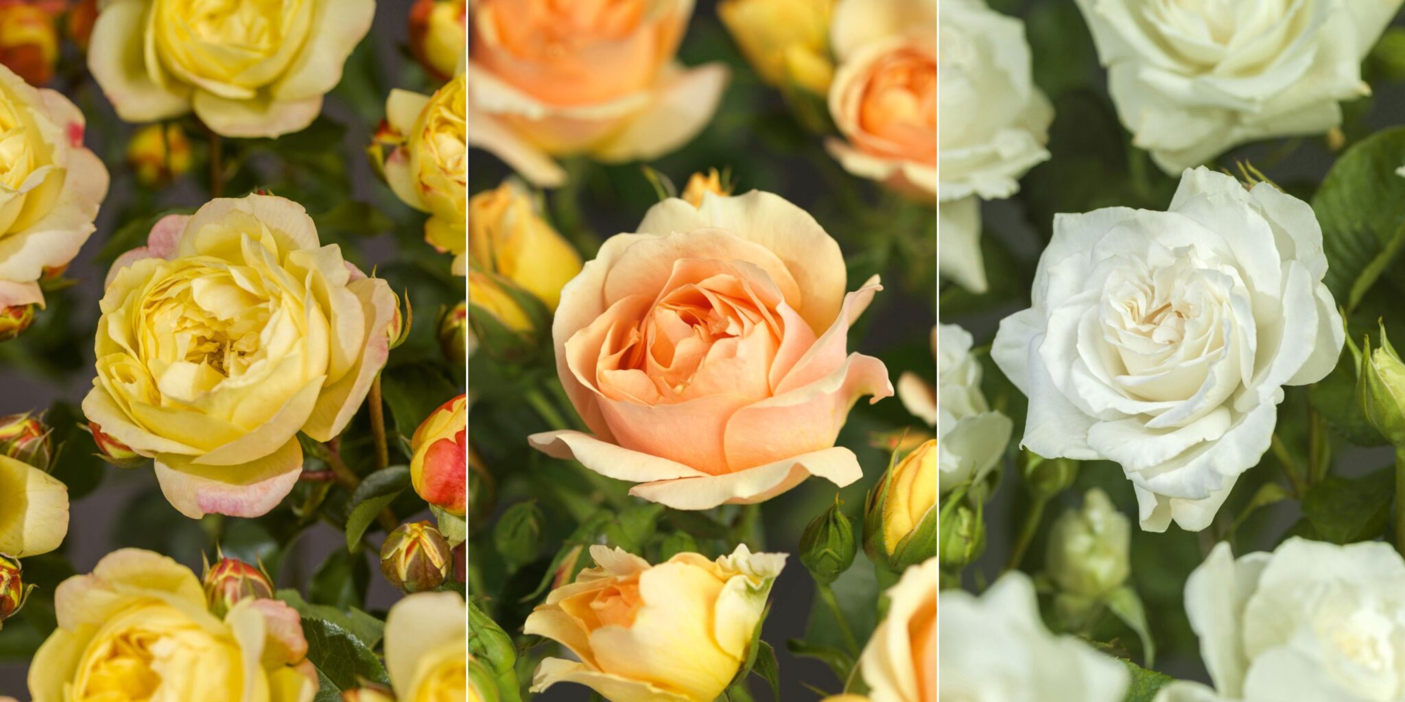 Rozen - Bloemen Robberechts
